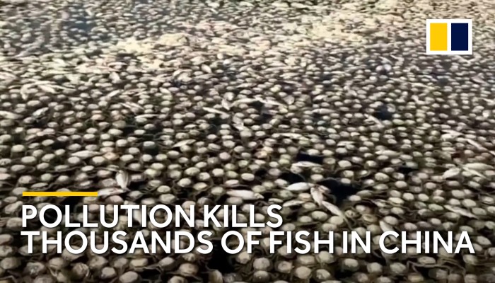Thousands of fish killed by water pollution in Chinese lake | South ...