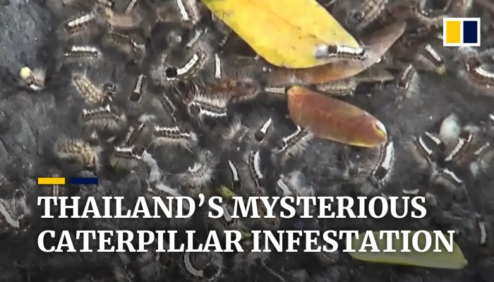 Mysterious caterpillar invasion bugs villagers in central Thailand ...