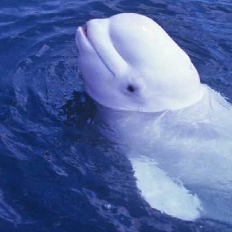Audio: Male beluga whale mimics human speech | South China Morning Post
