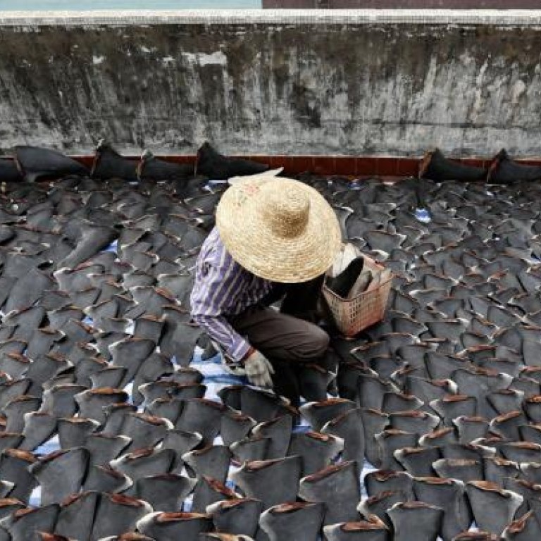 Drying shark fin on Kennedy Town roof shows dirty trade is thriving ...