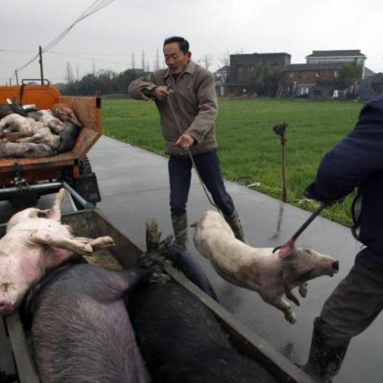More than 7,500 dead pigs found in Shanghai's Huangpu River | South ...