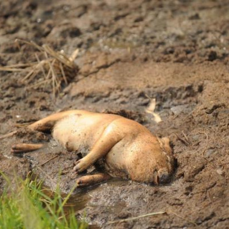 8,000 dead pigs taken out of Huangpu River | South China Morning Post