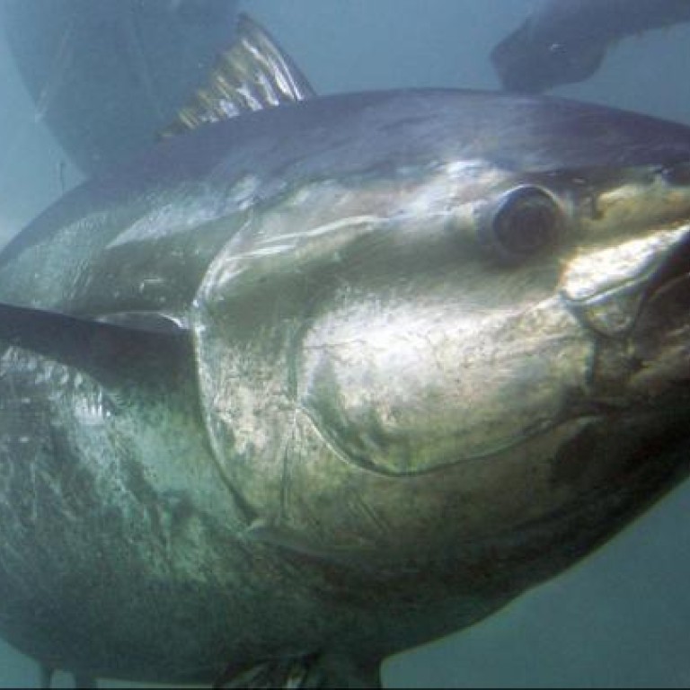 Chinese fishermen under-report haul from foreign waters, say ...