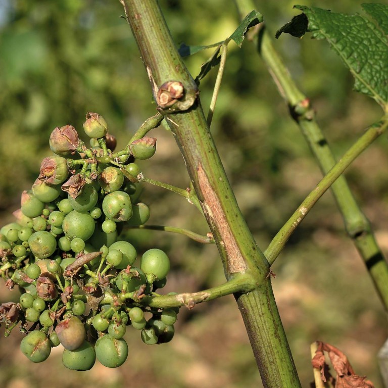 Burgundy vineyards face storm catastrophe | South China Morning Post