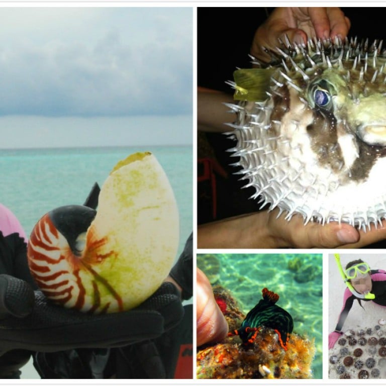 Outcry after Chinese tourists pictured hunting rare sea creatures in ...