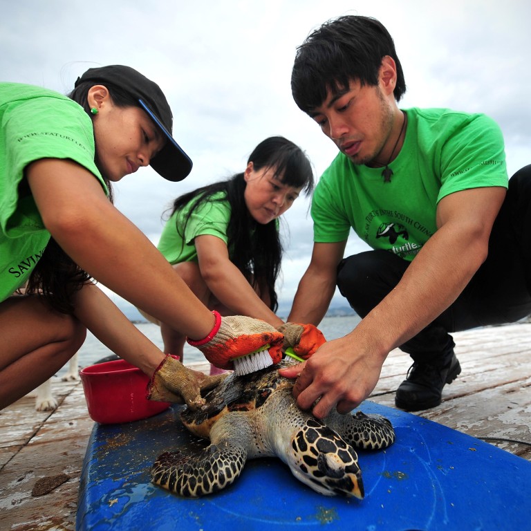 Taiwan seizes over 2,500 rare turtles bound for China | South China ...