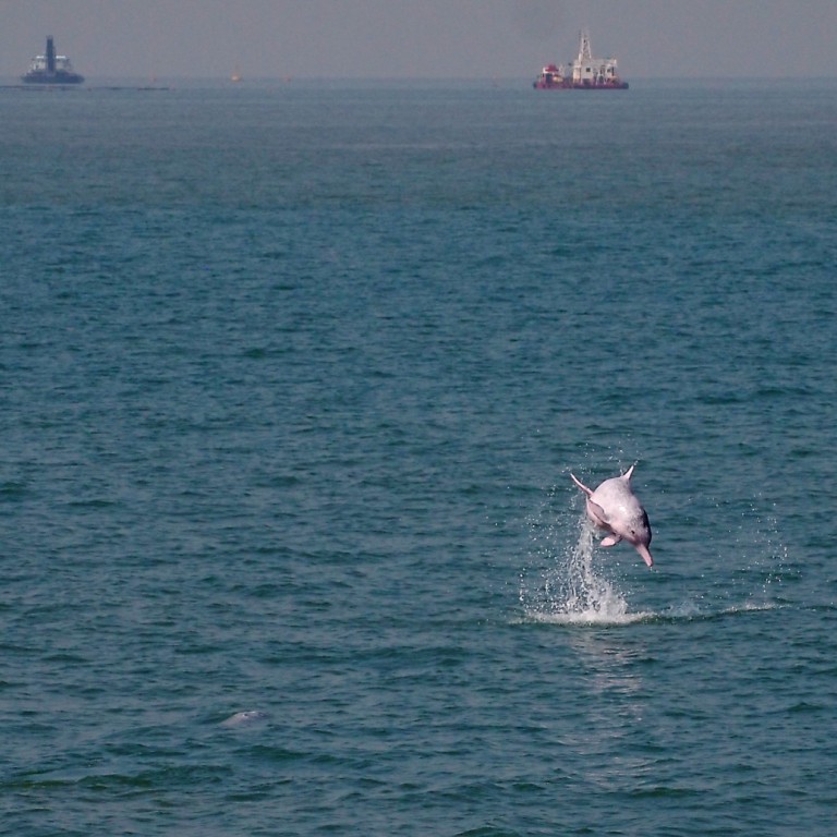 Activist warns time running out for Hong Kong’s pink dolphins | South ...