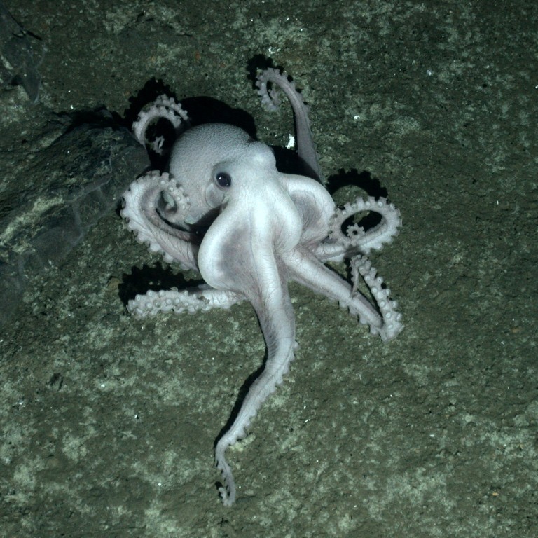 Chinese military scientists develop secret, octopus-mimicking computer ...