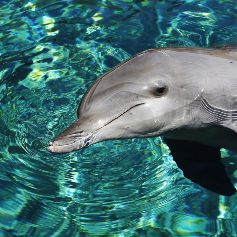 Record number of dolphins killed by virus off eastern United States ...