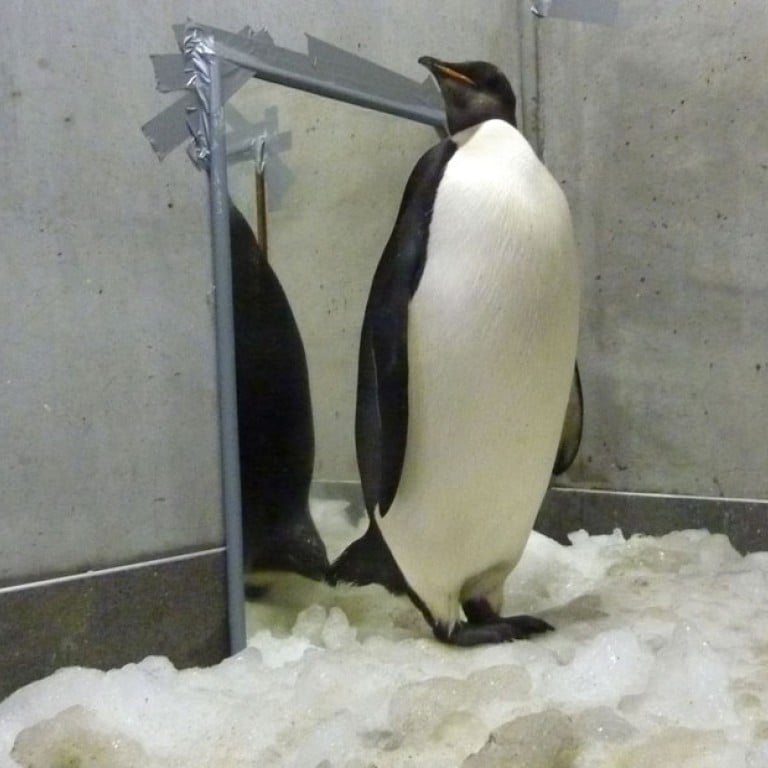 Penguins huddle together to keep warm in freezing Antarctic ...