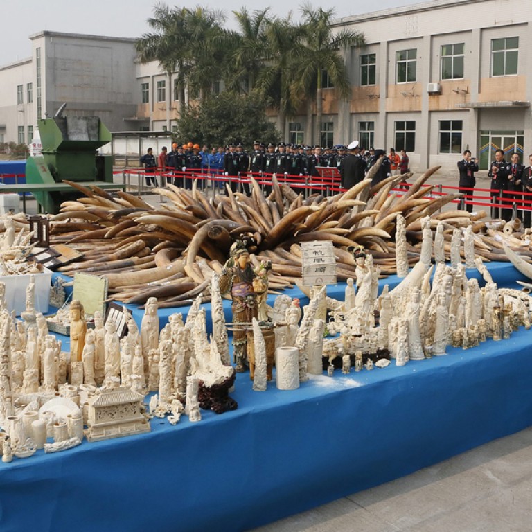 Beijing's decision to destroy ivory a welcome step to saving the ...