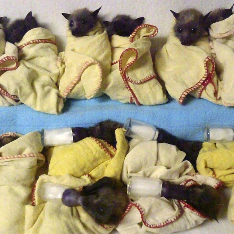 Manipulating skies to slow global warming could create havoc in tropics ...