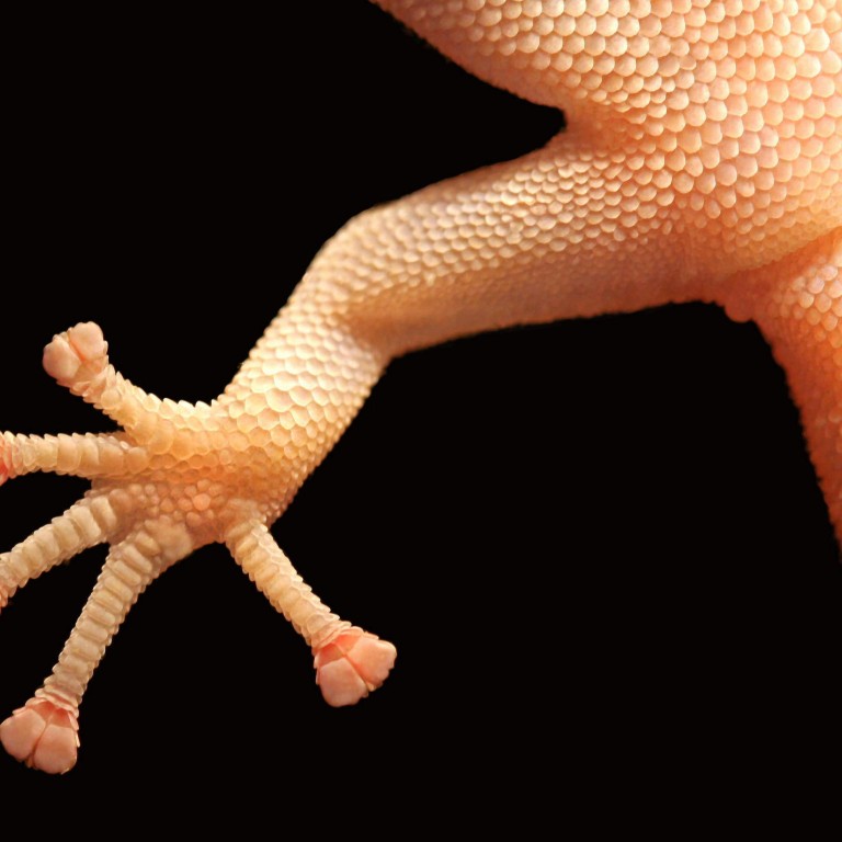 Gecko’s feet the inspiration for reusable Geckskin adhesive | South ...