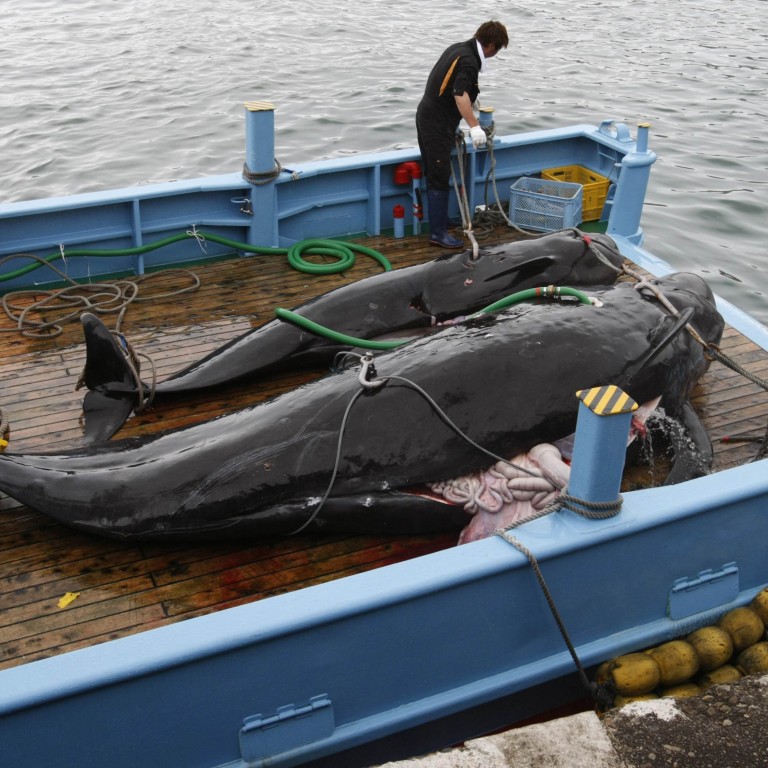 Ban on Japanese whaling a major victory in conservation battle | South ...