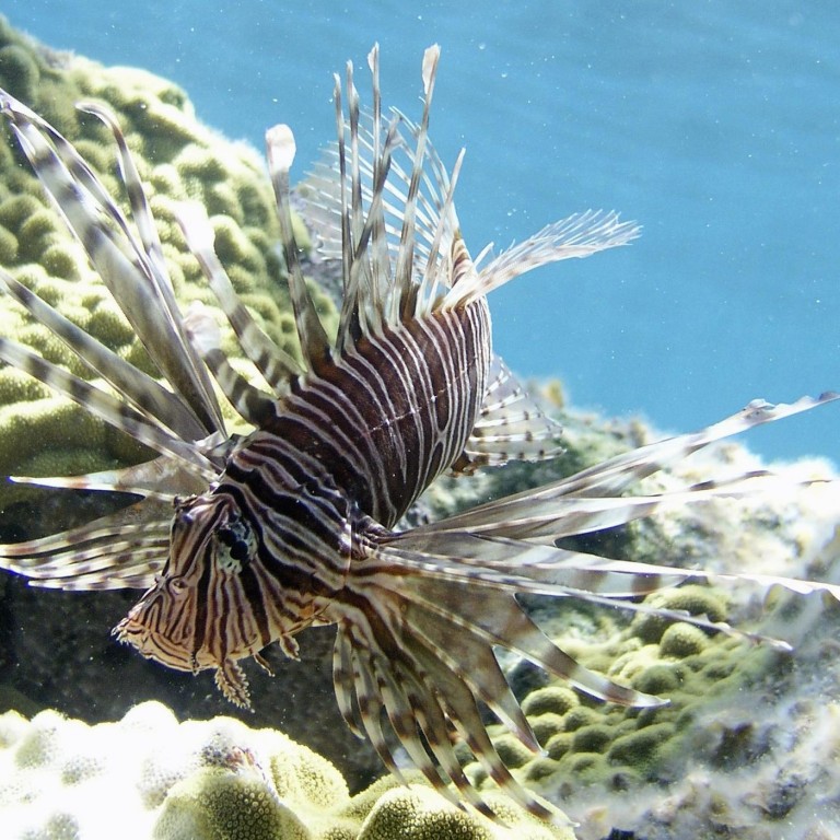 Scientists try captive approach to fighting invasive lionfish | South ...