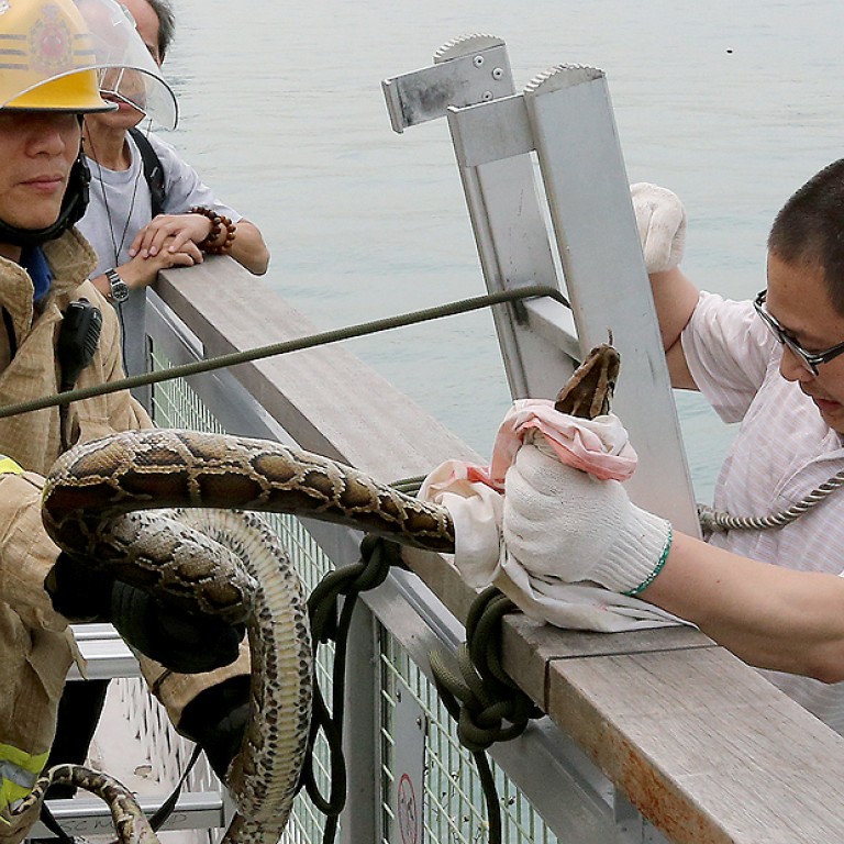 Python on the prom! Storm ‘washes snake down hillside’ into Quarry Bay ...