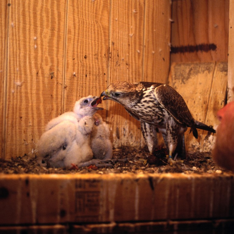 Environmentalists get claws into plans for Qatari-funded falcon ...