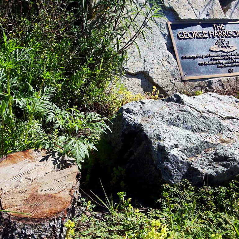 George Harrison memorial tree in Los Angeles killed by beetles | South ...