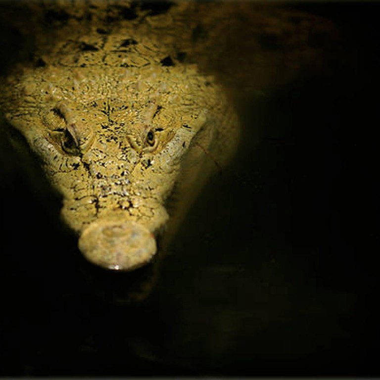 Giant white-headed crocodile shot after killing Australian fisherman ...