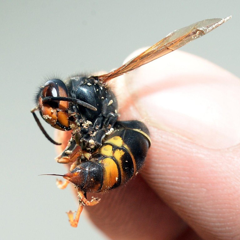 France battles invasive Asian hornet species, which threatens ...