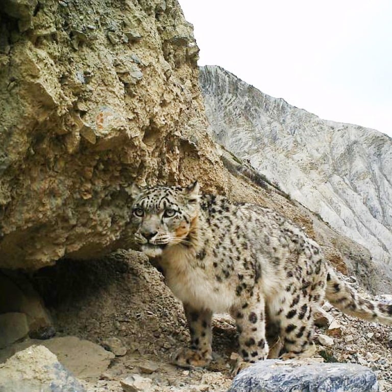 Rare snow leopards caught on camera in Tibet reserve for the first time ...