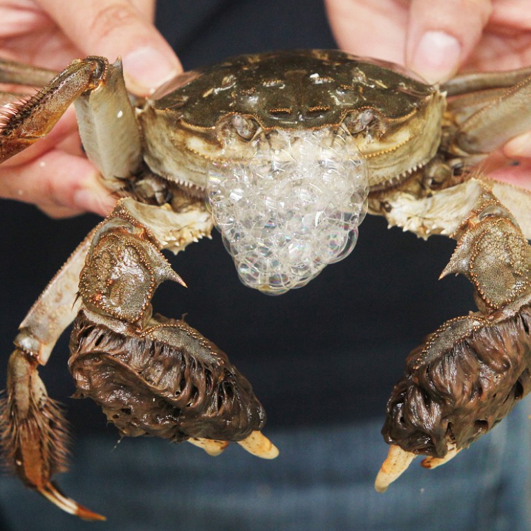 Chinese hairy crab found in Scotland’s River Clyde raises environmental ...