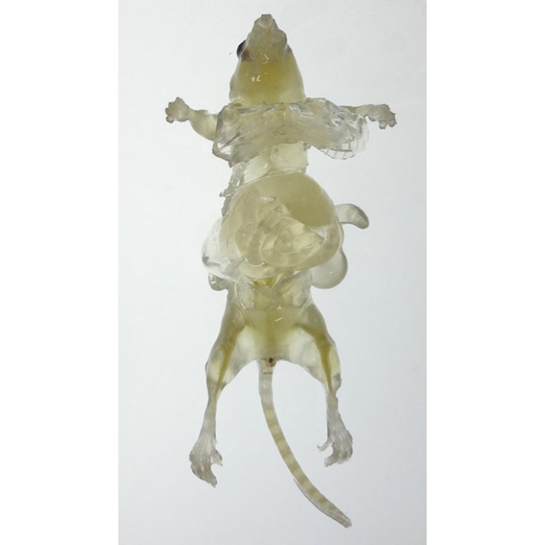 Now Japanese researchers too find way to make mice transparent for ...