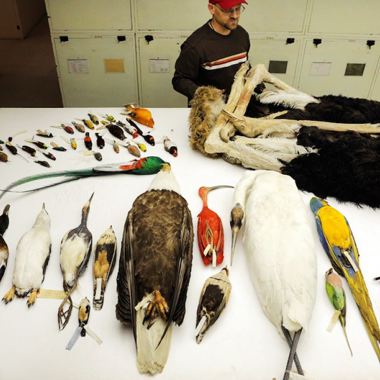 Scientists unveil the bird family tree | South China Morning Post