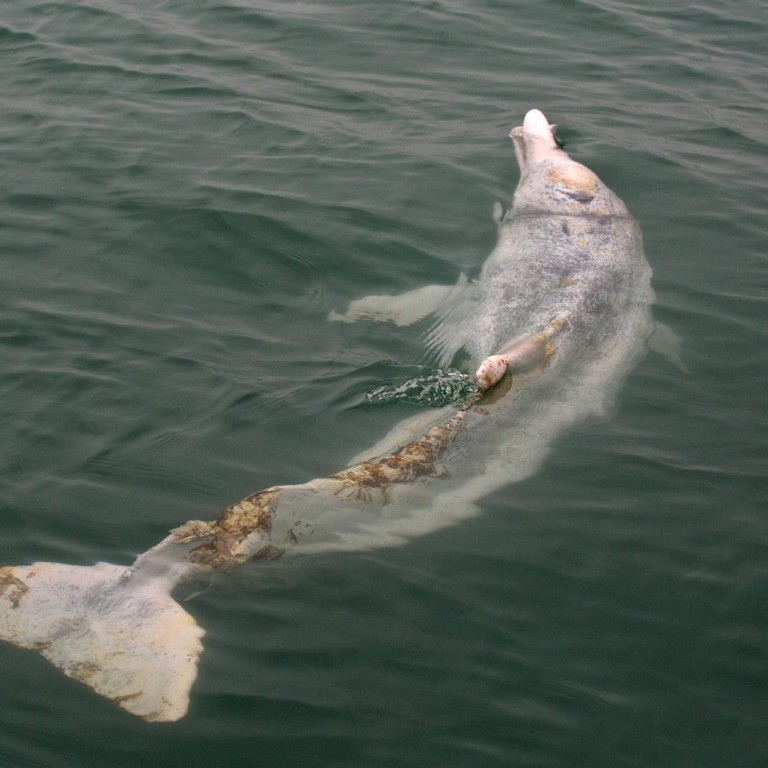 Injured Hong Kong dolphin rescued and sent to Ocean Park for treatment ...