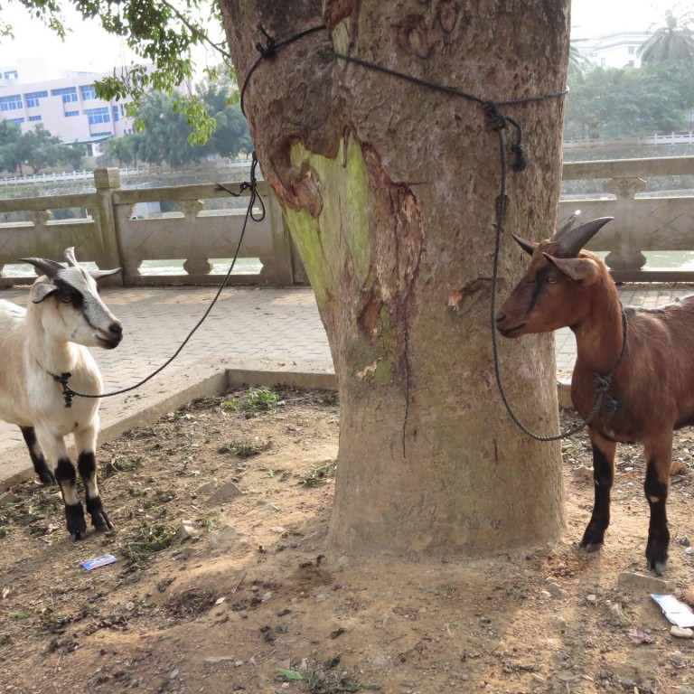 Chinese New Year, more fun now than ever | South China Morning Post