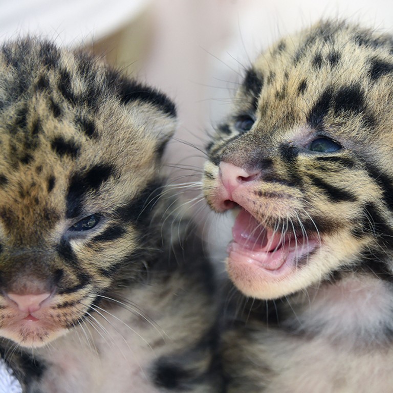 Hello kitties: Rare and adorable clouded leopard kittens born at Miami ...