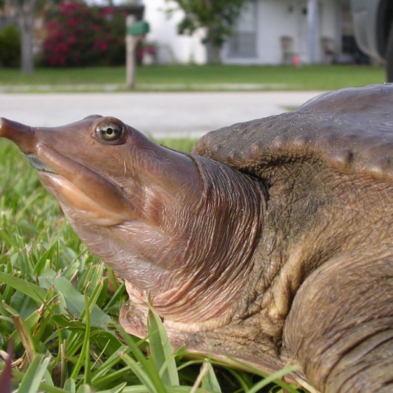 New fossil shows how soft-shelled turtles have barely changed in 120 ...