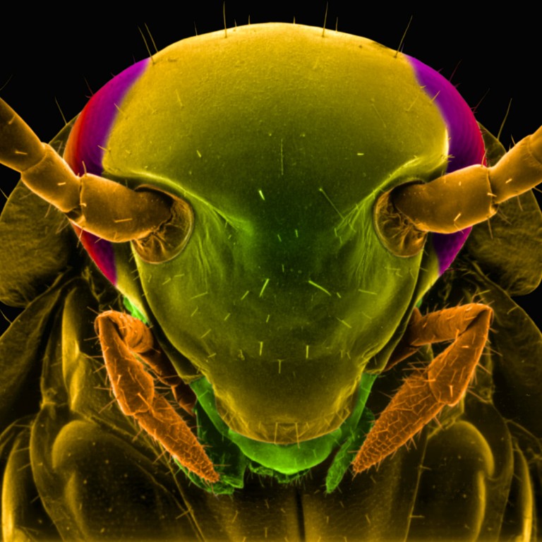 Cockroaches: everything you never wanted to know | South China Morning Post