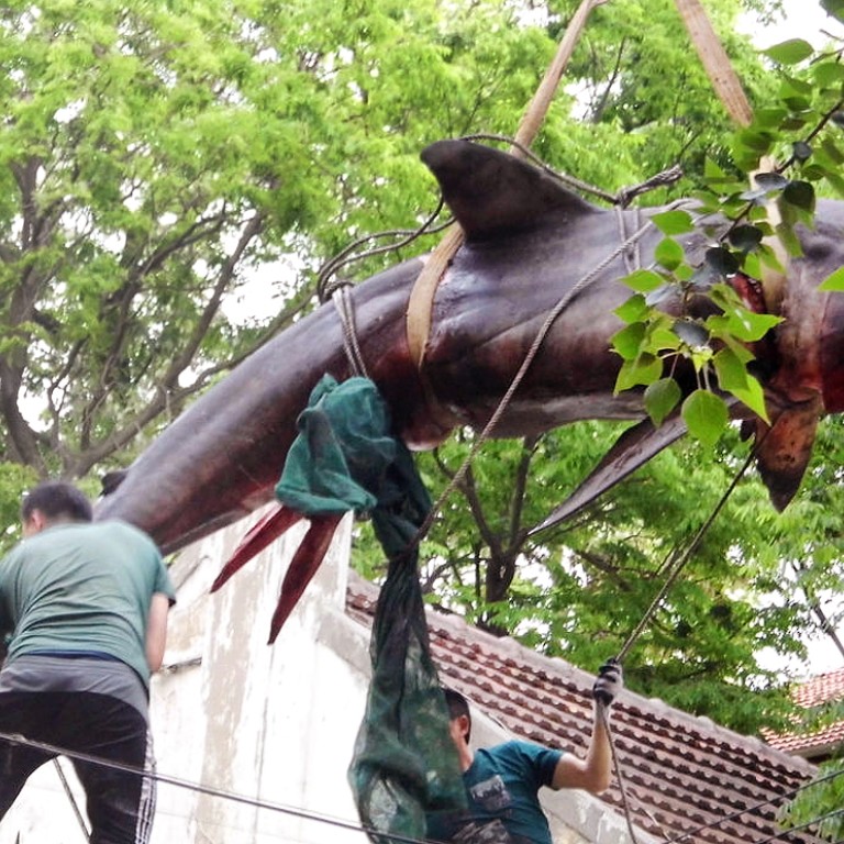 Mystery surrounds fate of six-metre shark delivered to housing estate ...