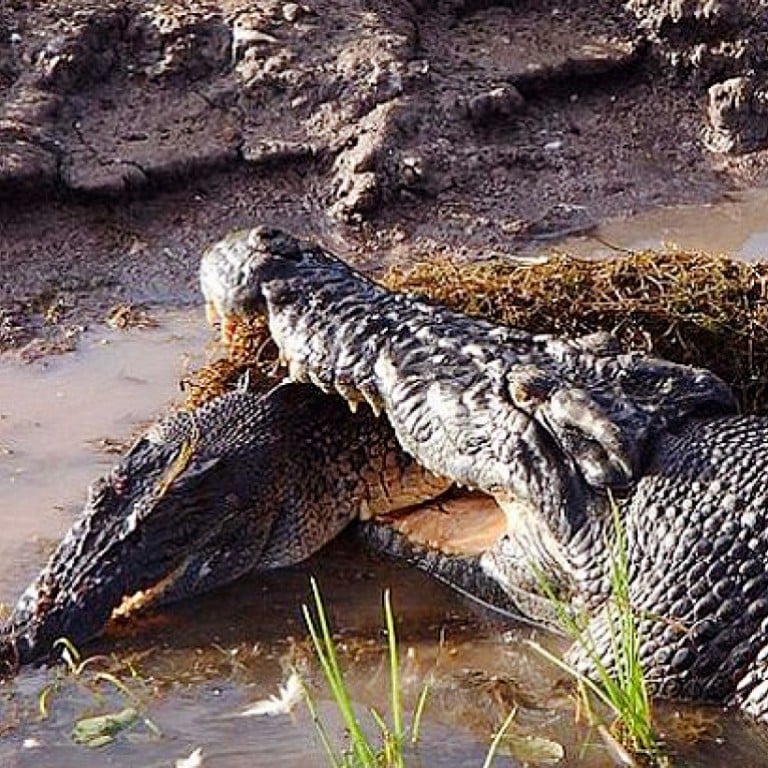 Giant crocodile makes meal of his rival in front of shocked tourists in ...