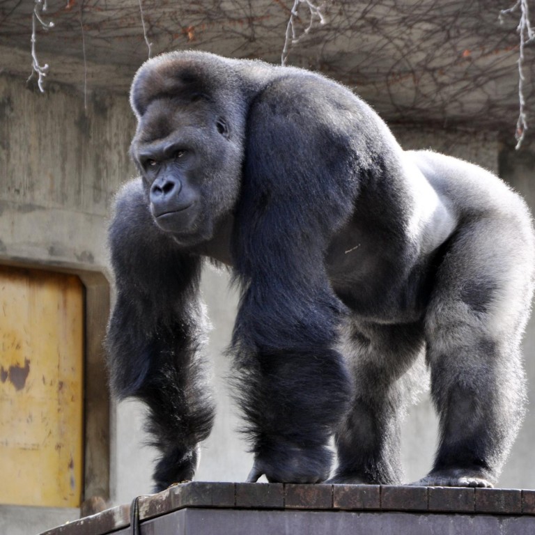 Animal attraction: Women flock to Japanese zoo to see 'hunky' gorilla ...