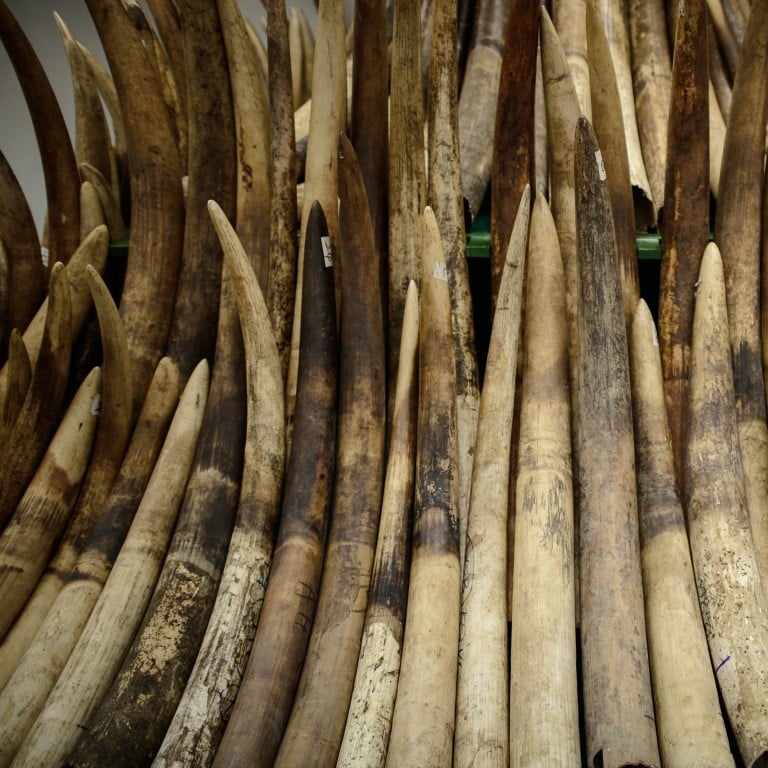 WWF set to back end to sale of ivory in Hong Kong | South China Morning ...