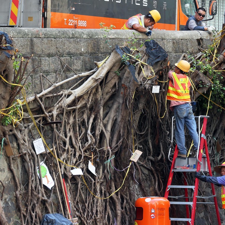 Hong Kong activists rally against Highways Department decision to fell ...