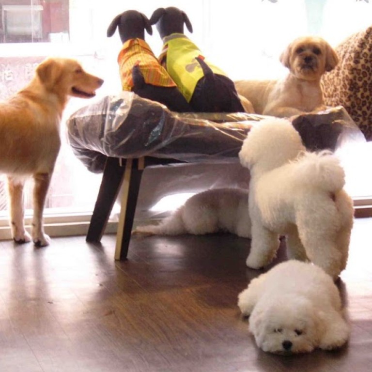 Time to give your dog a new look? Ricky the Pet is man for the job ...