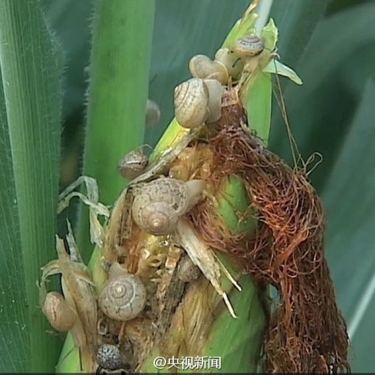 In long war with crop-eating snails, farmers in rural China find drones ...