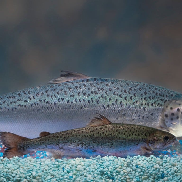 US clears genetically modified salmon for human consumption, in world’s ...
