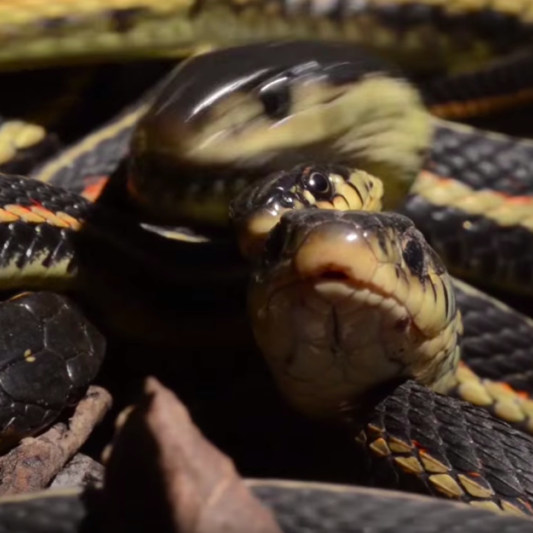 Scientists say snake spotting evolved human vision | South China ...