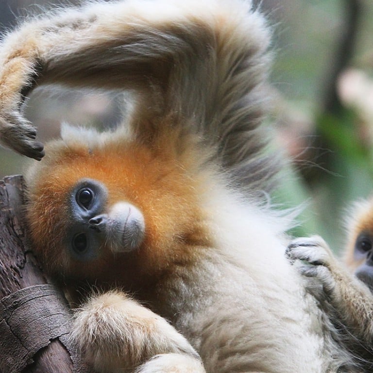Endangered primate Hu Hu dies after medical procedure at Hong Kong's ...