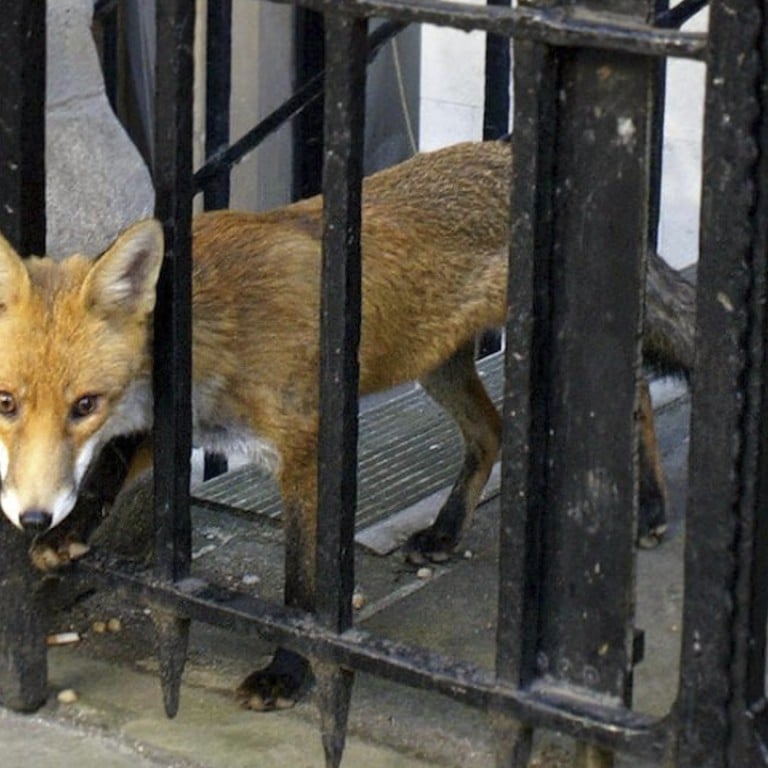 Book review: Being a Beast author becomes one with nature | South China ...