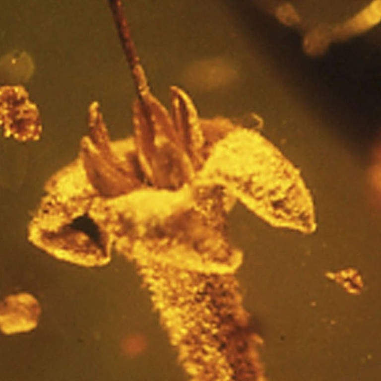 Deadly beauty: Amber-entombed flower, 20 million years old, may have ...