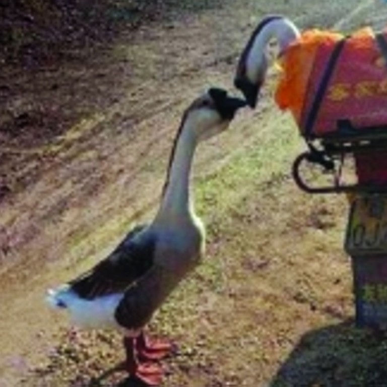 A ‘kiss’ goodbye: geese become Chinese internet sensation after picture ...