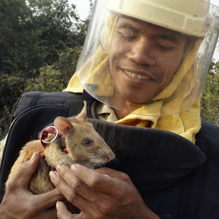 Smart rats sniffing out Cambodia’s vast minefields | South China ...