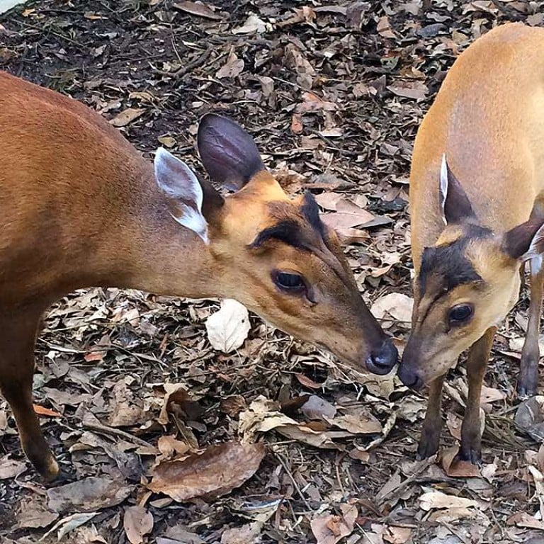 Hong Kong barking deer freed from roadside railing in Sai Kung | South ...