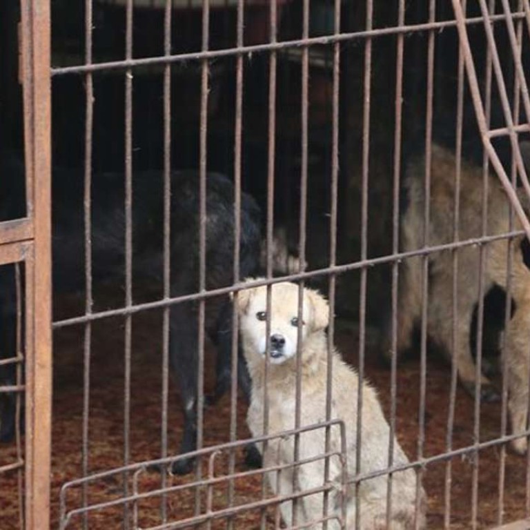 Dog meat festival blackens China’s reputation and should be scrapped ...