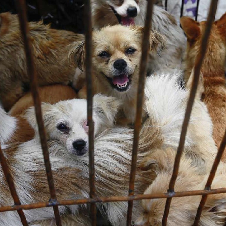 Outcry after man is accused of slaughtering dogs for meat near his home ...